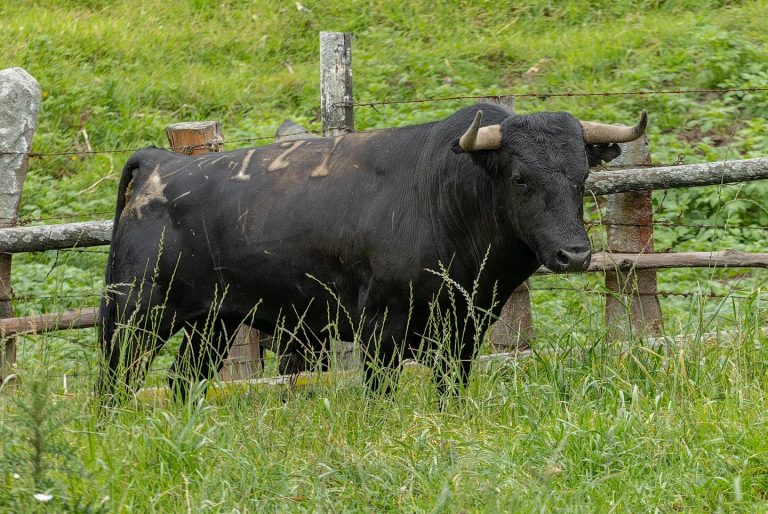 Los toros, mucho más que un animal. Tradición, inspiración, pasión y ...